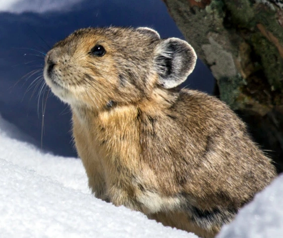 CitSci.org
